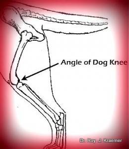 7 Tips on ACL Tears for your Bulldog (and all dogs) - Bulldog