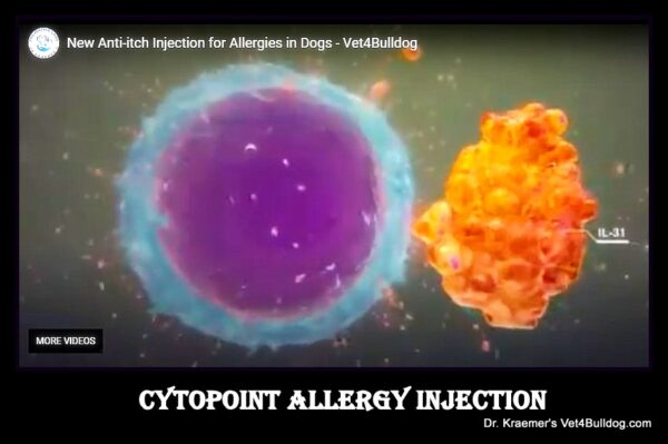 Itch Control Allergy Injection for Bulldogs - VET4BULLDOG