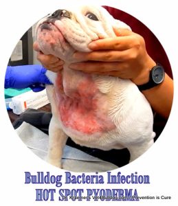 7 Most Common Reasons for Bulldog Hair Loss - VET4BULLDOG