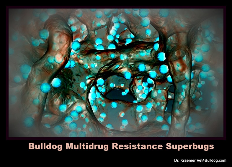 Topical Therapy for Superbugs in Bulldogs and French Bulldogs