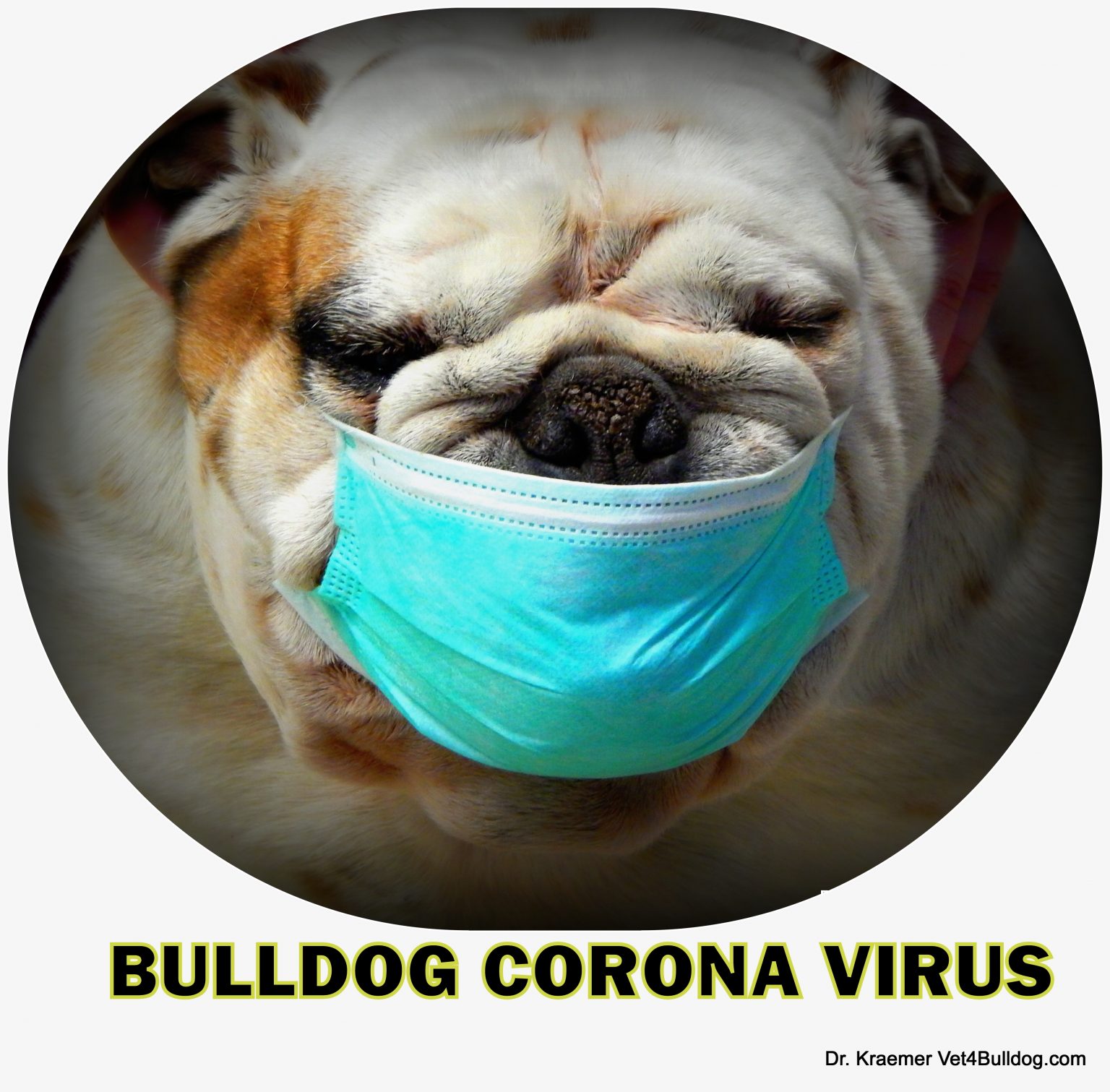 Corona Virus Transmission and Risks in Bulldogs and French Bulldogs