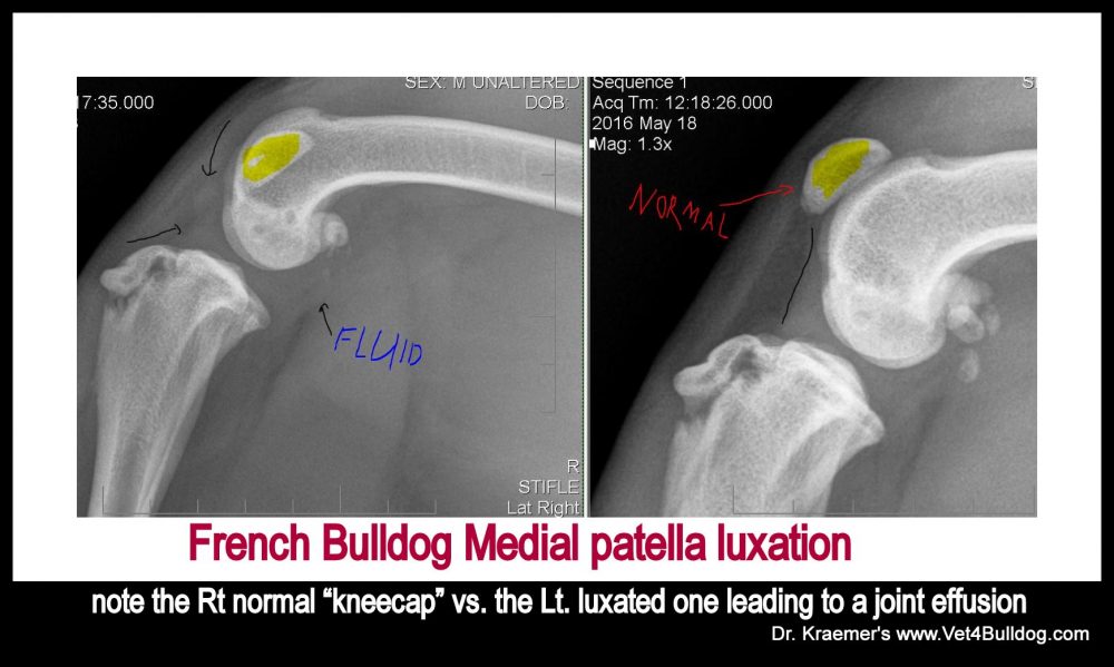 Medial patella luxation in bulldogs and French Bulldogs