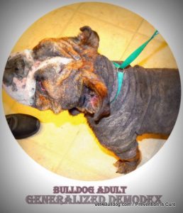 Bulldogs and French Bulldogs Interdigital Cysts - VET4BULLDOG