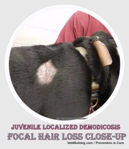 7 Most Common Reasons for Bulldog Hair Loss - VET4BULLDOG