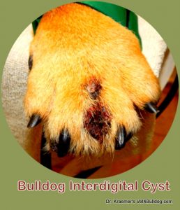 English Bulldog Senior with paw cysts and Ear Problems-What product