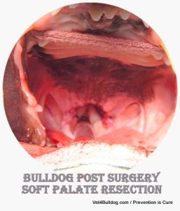 French Bulldog Nose Surgery - Stenotic Pinched Nares - VET4BULLDOG