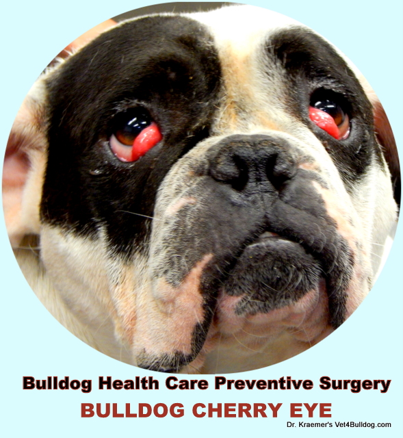 Health and Preventive care in Bulldogs and French bulldogs
