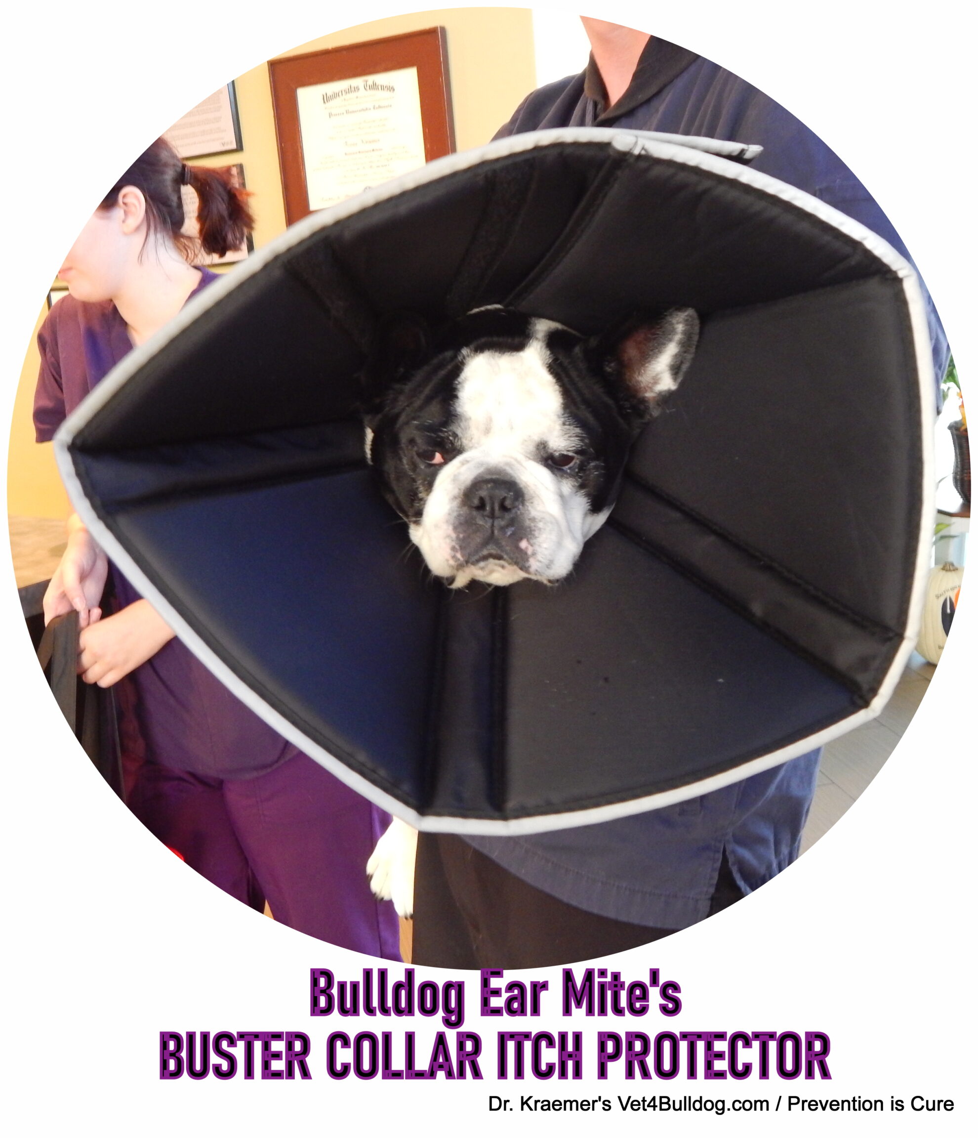 Ear Mites in bulldogs and French Bulldogs - VET4BULLDOG