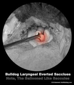 Everted Laryngeal Saccules in Bulldog and French Bulldog - VET4BULLDOG