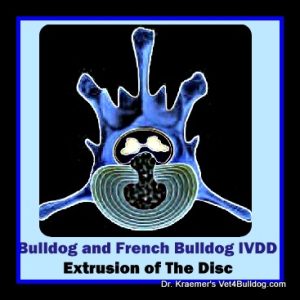 IVDD In French Bulldogs - VET4BULLDOG