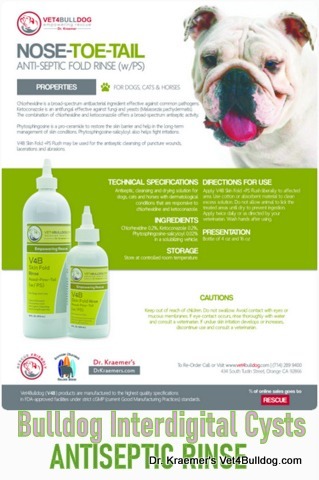 Bulldog and French Bulldog Interdigital Cysts