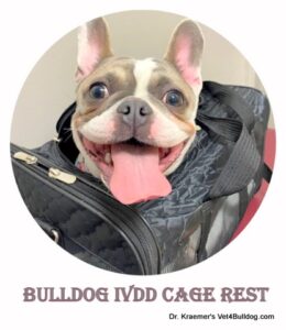 IVDD In French Bulldogs - VET4BULLDOG