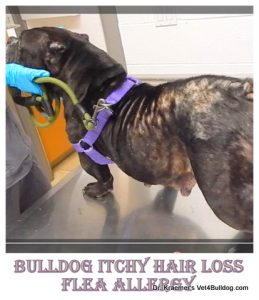 French Bulldog Itchy Skin - Itch Allergies in Bulldogs - VET4BULLDOG