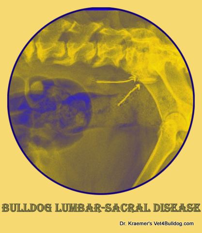 IVDD In French Bulldogs - VET4BULLDOG