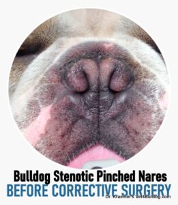 French Bulldog Nose Surgery - Stenotic Pinched Nares - VET4BULLDOG