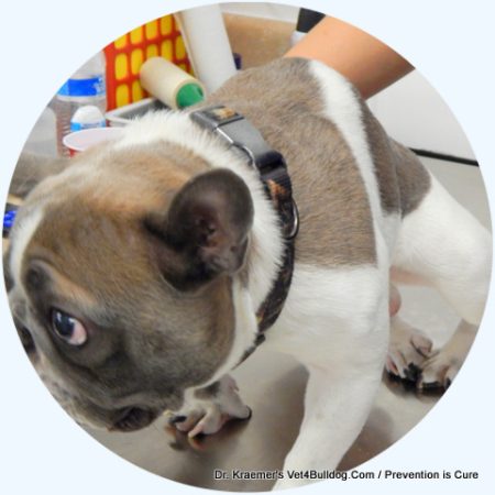Vertebral Malformation Back disease in Fr Bulldogs - VET4BULLDOG