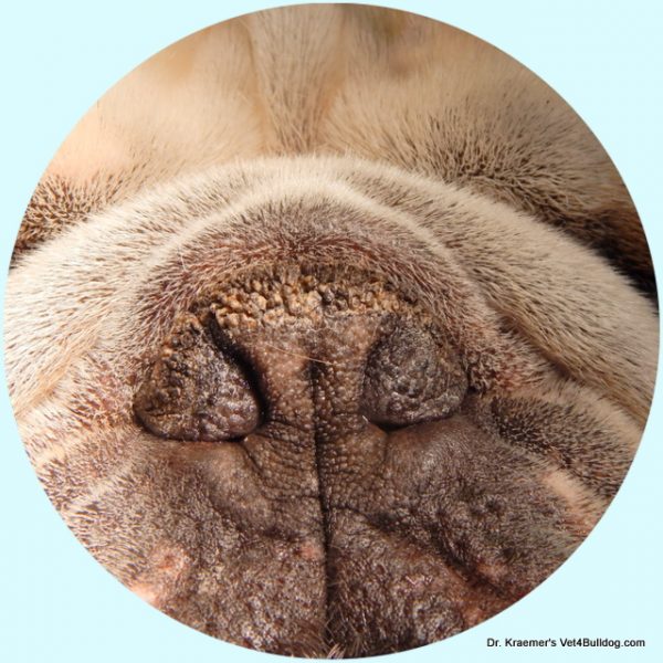 French Bulldog Nose Surgery - Stenotic Pinched Nares - VET4BULLDOG