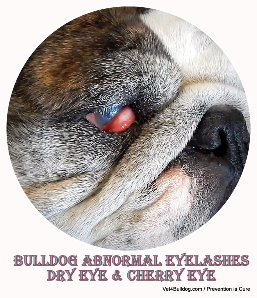 Painful Eye Problems in Bulldogs and French bulldogs - VET4BULLDOG