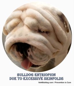 Entropion in Bulldogs and French Bulldogs - VET4BULLDOG