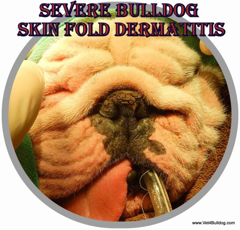 Skin Fold Wrinkle Dermatitis in French Bulldogs - VET4BULLDOG