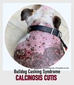 Cushing's Disease in French Bulldogs - VET4BULLDOG