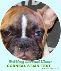 Cornea ulcers in bulldogs and French bulldogs 👀- VET4BULLDOG