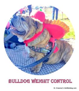 Five Interdigital Cyst Do’s and Don’ts - VET4BULLDOG