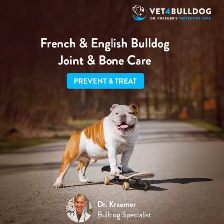 French Bulldog Health Issues The Expert Guide⚕️- VET4BULLDOG
