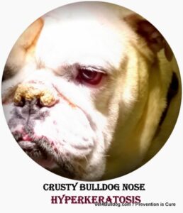 Bulldog Dry Nose - Hyperkeratosis in Bulldogs - VET4BULLDOG