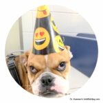 Interdigital Cysts In Bulldogs 🚨- VET4BULLDOG