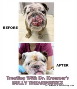 French bulldog Bacterial Skin Infection - Pyoderma - VET4BULLDOG