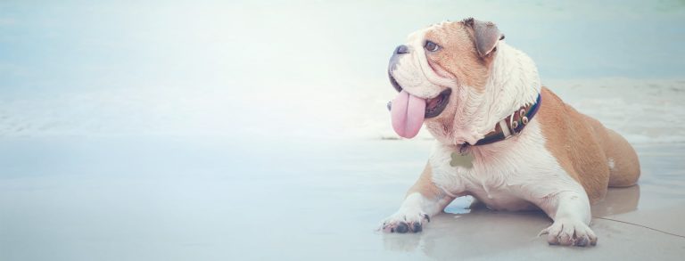 Bulldog Care and Wellness - VET4BULLDOG