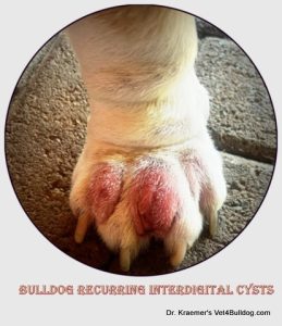 Skin Fold Wrinkle Dermatitis in French Bulldogs - VET4BULLDOG