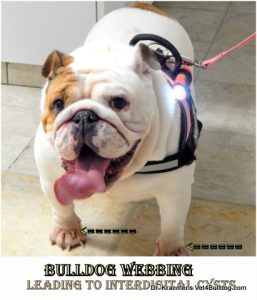 Interdigital Cysts In Bulldogs 🚨- VET4BULLDOG