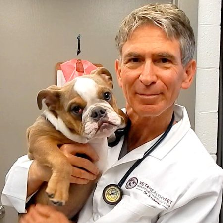 Dr. Kraemer Bulldog and French Bulldog Specialist - VET4BULLDOG