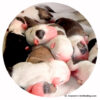 Bulldogs Seizures and Epilepsy - VET4BULLDOG