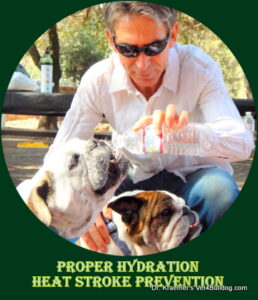 Heat Stroke in Bulldogs - Risks and Treatment - VET4BULLDOG