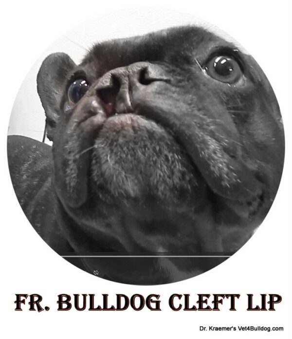 Cleft Palate in Bulldogs and French Bulldogs - VET4BULLDOG