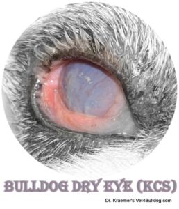 French Bulldog Health Issues The Expert Guide⚕️- VET4BULLDOG