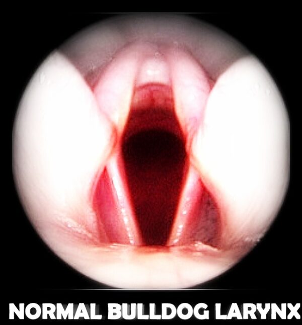 Laryngeal Collapse in Bulldogs and French Bulldogs - VET4BULLDOG