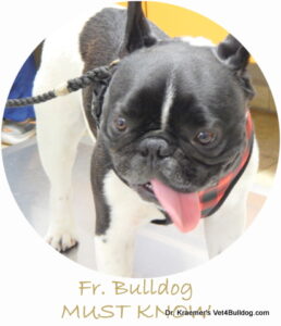 French Bulldog Health Issues The Expert Guide⚕️- VET4BULLDOG